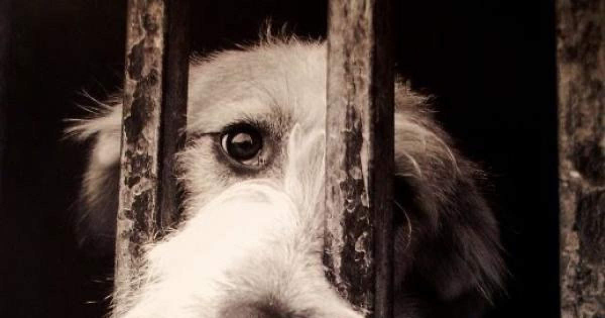 Encarcelado un hombre que dejó morir de hambre a su perro