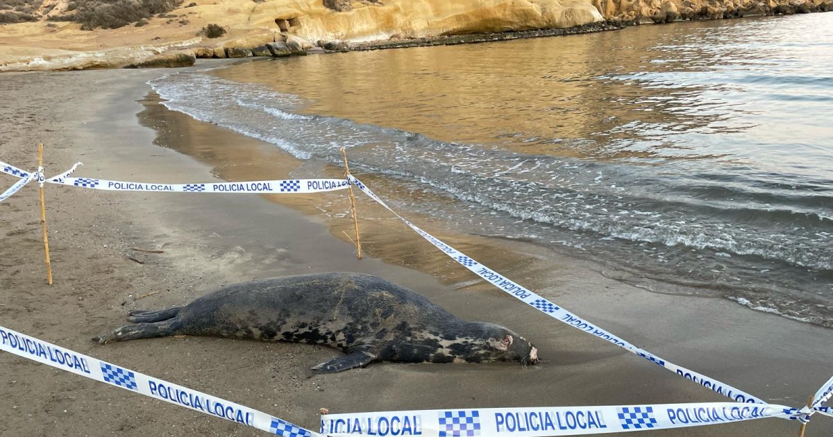 Aparece una foca muerta en una playa del Levante almeriense
