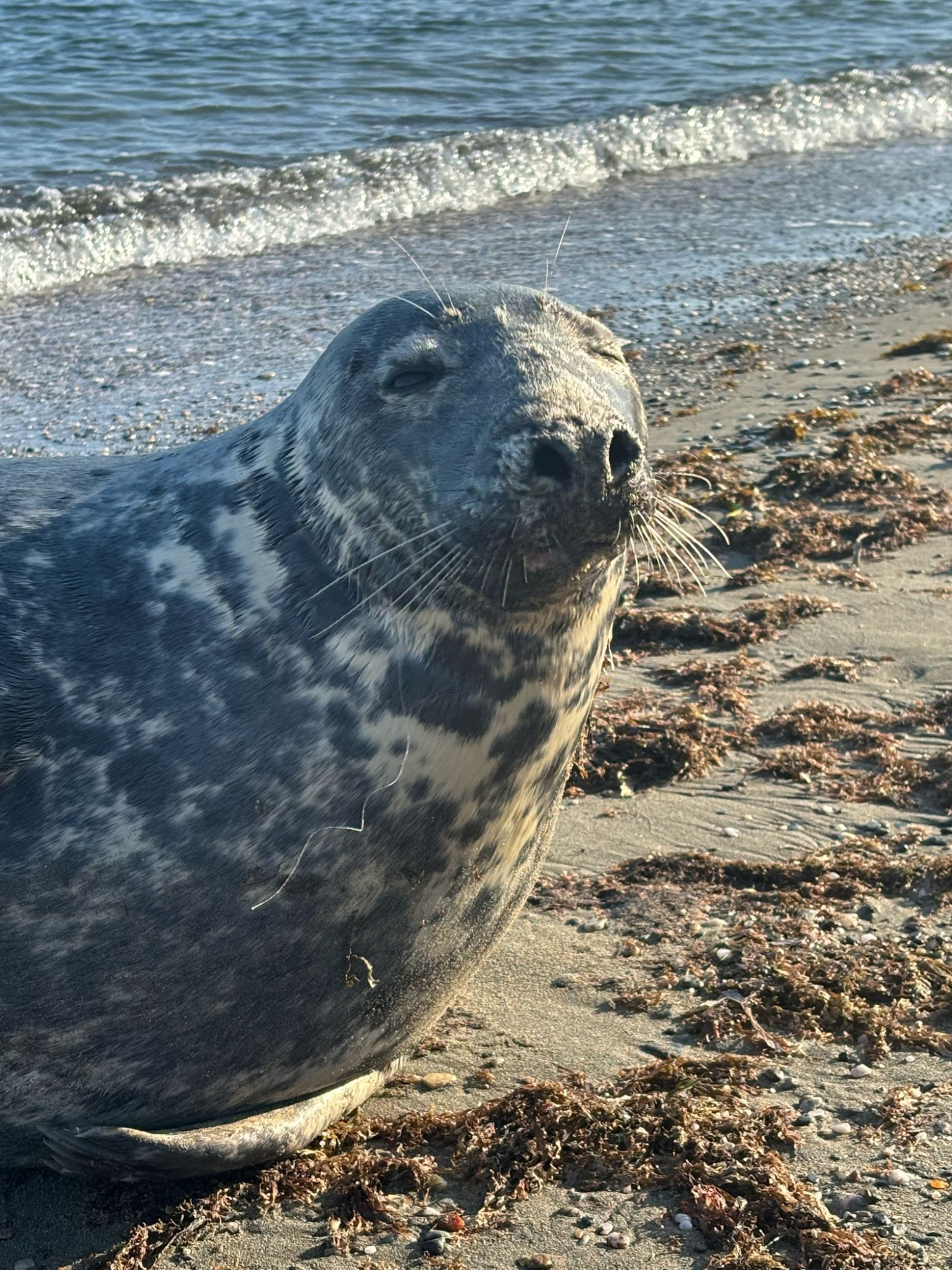 La foca más famosa de Almería tiene un anzuelo: ¡No intentes quitárselo!
