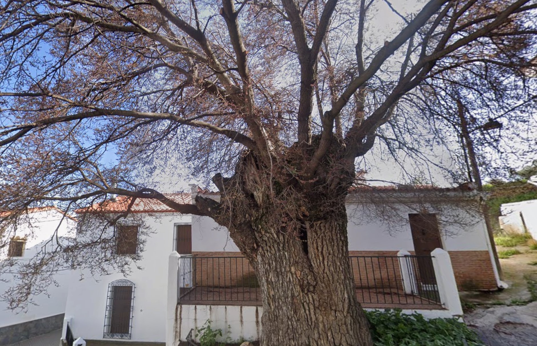 Un olmo milenario y calles vestidas de flor de almendro: así es el ...